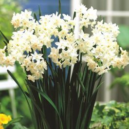 Narciso Tazetta Paperwhite x 10 compre barato en Plantazon.es