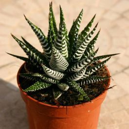 Planta cebra Haworthia Fasciata compre barato en Plantazon.es
