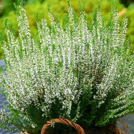 Brezo blanco - Erica carnea blanco compre barato en Plantazon.es