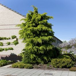 Cedro del Himalaya compre barato en Plantazon.es