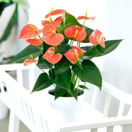 Anthurium Planta Flamingo Prince of Orange 14 cm compre barato en ...