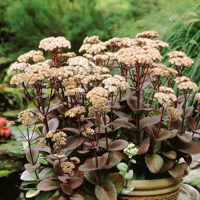 Sedum Matrona x 3 compre barato en Plantazon.es