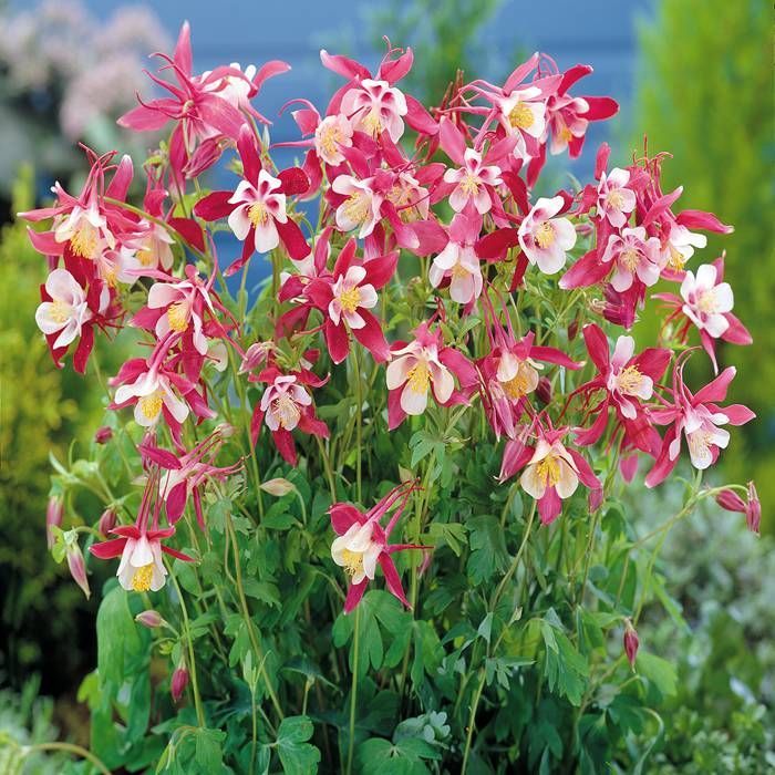 Aquilegia estrellada azul Crimson x 3 compre barato en Plantazon.es