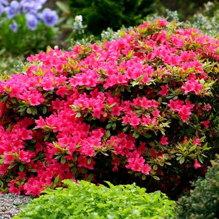 Azalea Japonica Rojo 13 cm maceta compre barato en Plantazon.es
