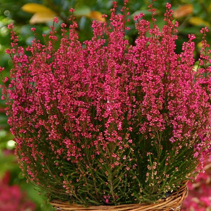 Brezo Erico carneo Rojo compre barato en Plantazon.es