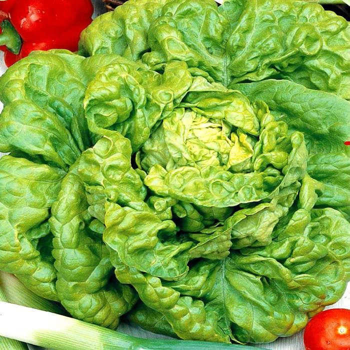 Lechuga Alemana Negra compre barato en Plantazon.es