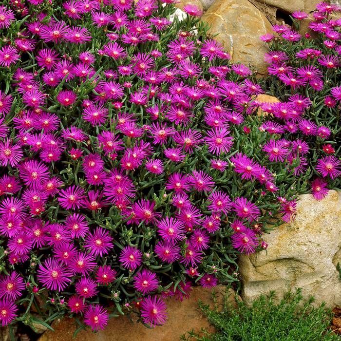 Delosperma Cooperi 9cm compre barato en Plantazon.es