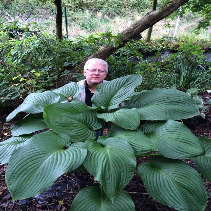 Hosta T Rex compre barato en Plantazon.es