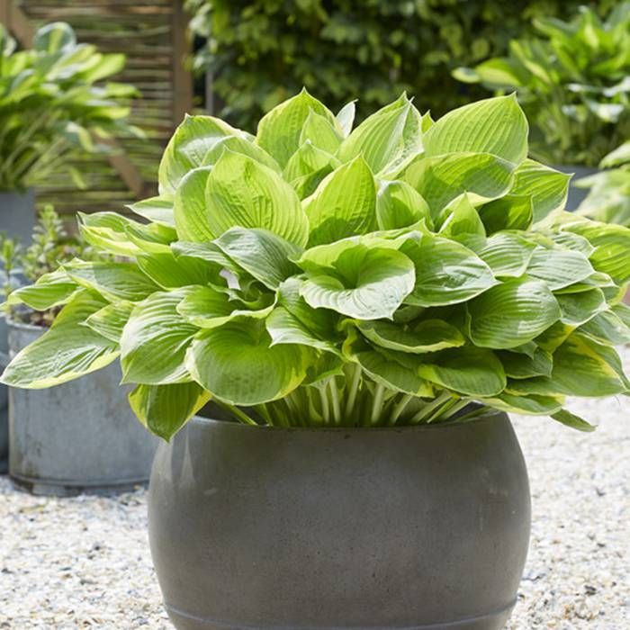 Hosta Tropical compre barato en Plantazon.es