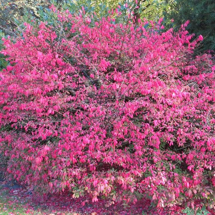 Euonymus Compacto de Alas Aladas 9 cm maceta compre barato en Plantazon.es