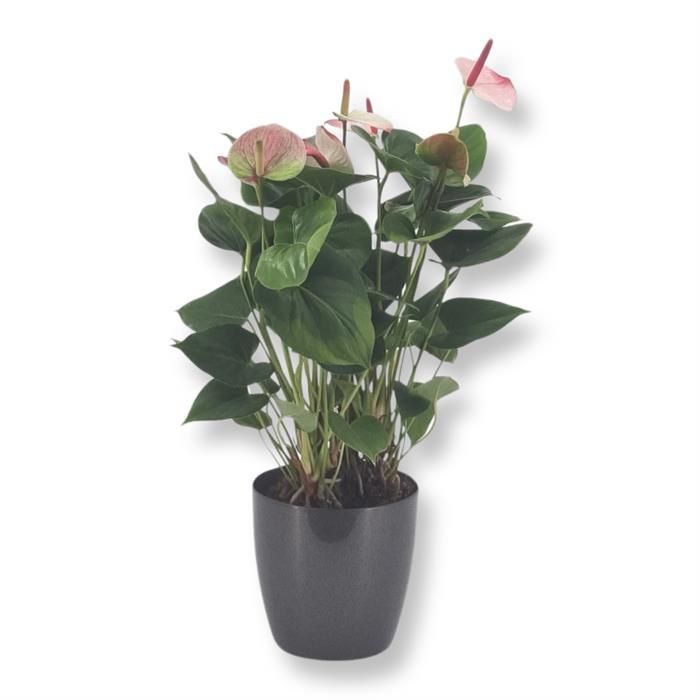 Anthurium Planta Flamingo Elegance compre barato en Plantazon.es